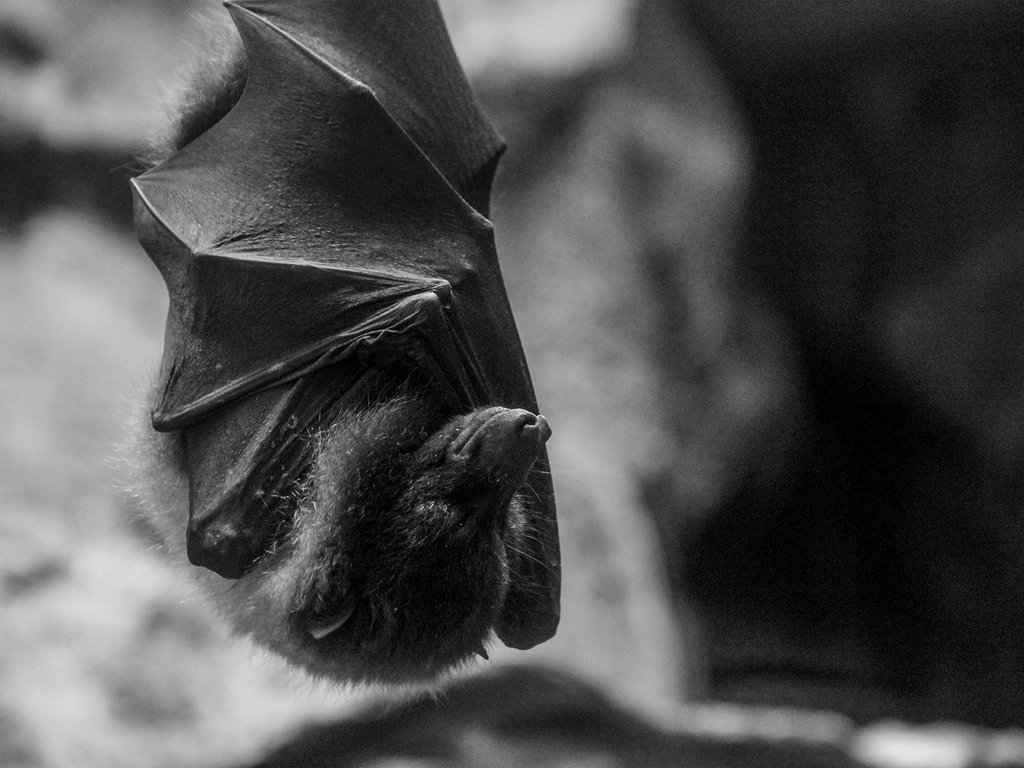Infrared Technology for Bat Surveying & Ecology - Reveal Wildlife